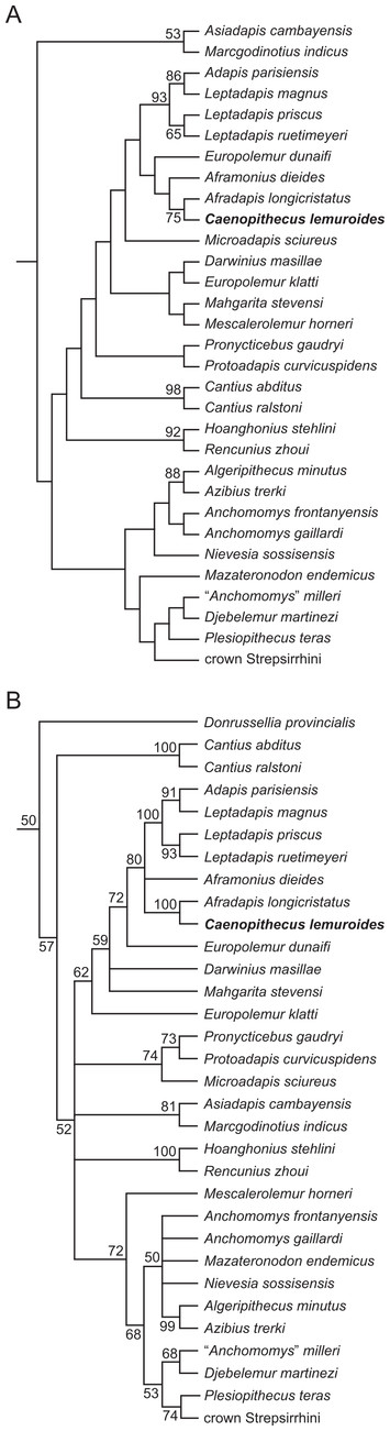 Primate tarsal bones from Egerkingen, Switzerland, attributable to the ...