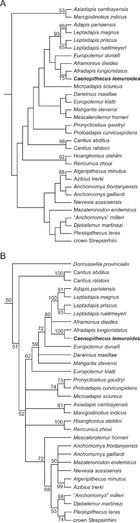 Primate tarsal bones from Egerkingen, Switzerland, attributable to the ...