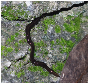 The invasive land planarian Platydemus manokwari (Platyhelminthes ...
