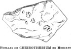 PeerJ A reappraisal of the Middle Triassic chirotheriid Chirotherium ...