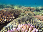 A population genetic assessment of coral recovery on highly disturbed ...