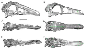 Retrodeformation and muscular reconstruction of ornithomimosaurian ...