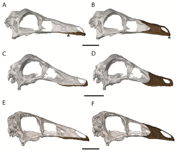 Retrodeformation and muscular reconstruction of ornithomimosaurian ...