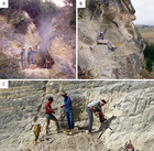 Anatomy, feeding ecology, and ontogeny of a transitional baleen whale ...