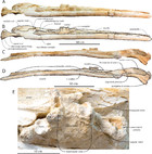 Anatomy, feeding ecology, and ontogeny of a transitional baleen whale ...