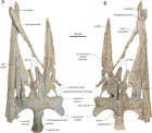 Anatomy, feeding ecology, and ontogeny of a transitional baleen whale ...