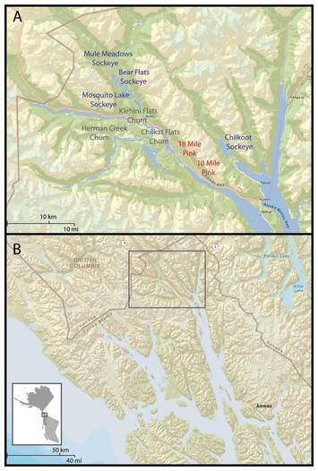 Differential use of salmon by vertebrate consumers: implications for ...