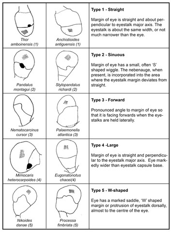 External morphology of eyes and Nebenaugen of caridean decapods ...