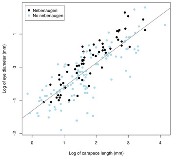 External morphology of eyes and Nebenaugen of caridean decapods ...