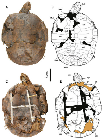 A global phylogeny of Pelomedusoides turtles with new material of ...