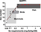 The selenium content of SEPP1 versus selenium requirements in ...