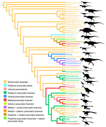 The non-avian theropod quadrate I: standardized terminology with an ...