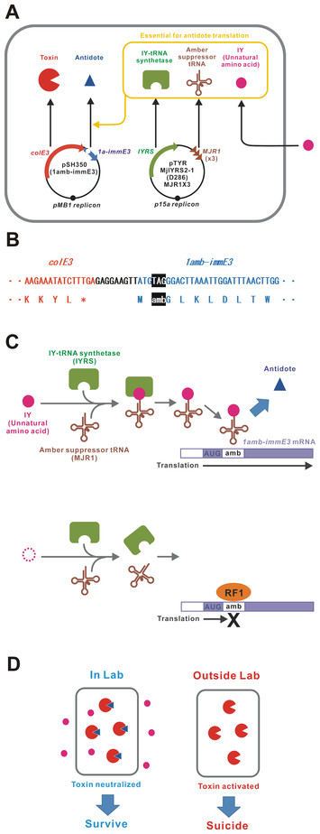 An engineered bacterium auxotrophic for an unnatural amino acid: a ...
