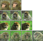 MaqFACS (Macaque Facial Action Coding System) can be used to document ...