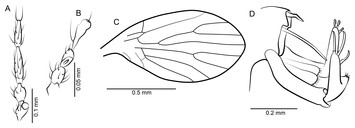 Moth flies and sand flies (Diptera: Psychodidae) in Cretaceous Burmese ...
