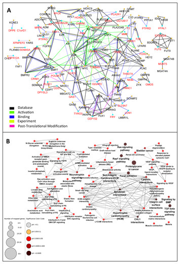 Nodes with high centrality in protein interaction networks are ... Nodes with high centrality in protein interaction networks are ...