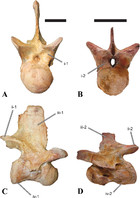A reappraisal of the morphology and systematic position of the theropod ...