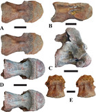 A reappraisal of the morphology and systematic position of the theropod ...