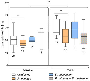 Effects of the acanthocephalan Polymorphus minutus and the ...