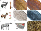 Mammalian bone palaeohistology: a survey and new data with emphasis on ...