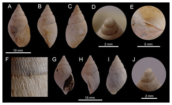 The Bulimulidae (Mollusca: Pulmonata) from the Región de Atacama ...