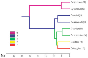 Homeotic transformations and number changes in the vertebral column of ...