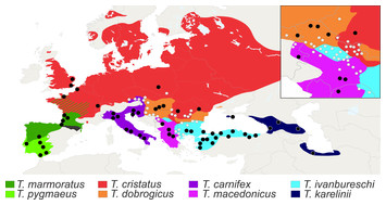 Homeotic transformations and number changes in the vertebral column of ...