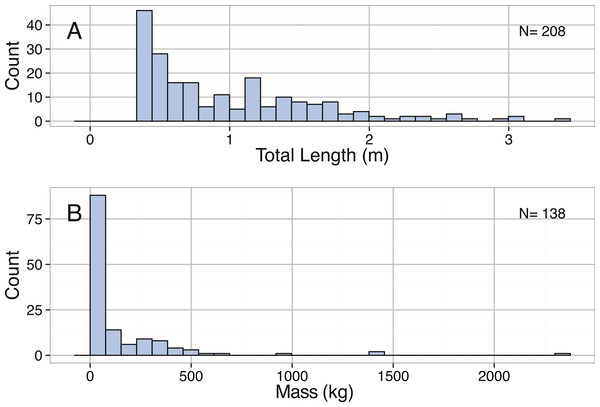 Sizing ocean giants: patterns of intraspecific size variation in marine ...