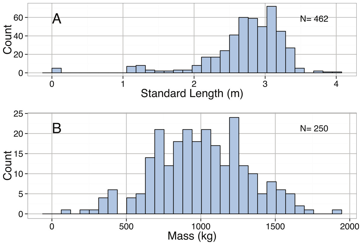 Sizing ocean giants: patterns of intraspecific size variation in marine ...