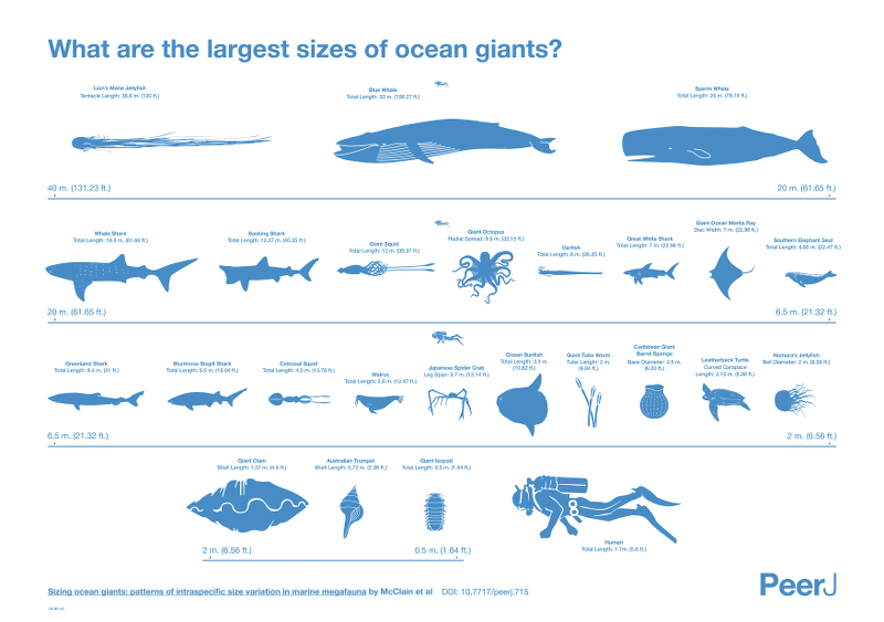 Sizing ocean giants: patterns of intraspecific size variation in marine ...