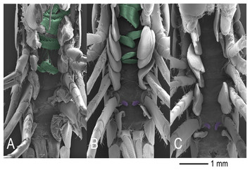 Pronounced and prevalent intersexuality does not impede the ‘Demon ...