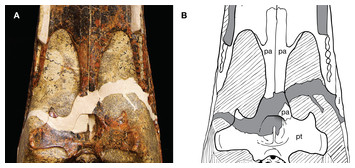 The monophyly of Susisuchidae (Crocodyliformes) and its phylogenetic ...