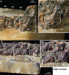 The monophyly of Susisuchidae (Crocodyliformes) and its phylogenetic ...