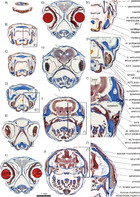 Morphology of the jaw, suspensorial, and opercle musculature of ...