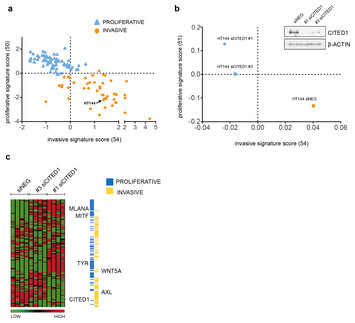Loss of CITED1, an MITF regulator, drives a phenotype switch in vitro ...