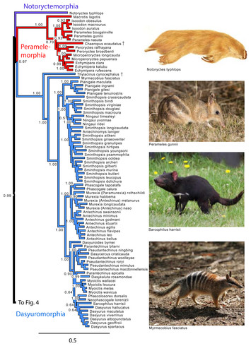 Mammals from ‘down under’: a multi-gene species-level phylogeny of ...