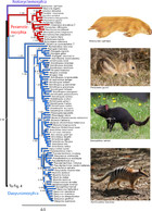Mammals from ‘down under’: a multi-gene species-level phylogeny of ...