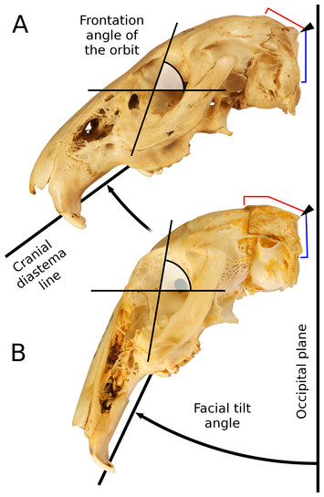 Ecological correlates to cranial morphology in Leporids (Mammalia ...