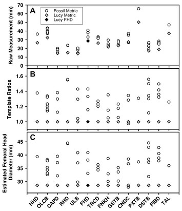 From Lucy to Kadanuumuu: balanced analyses of Australopithecus ...