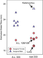 From Lucy to Kadanuumuu: balanced analyses of Australopithecus ...