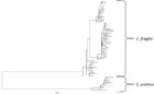 Phylogeographic structure and northward range expansion in the barnacle ...
