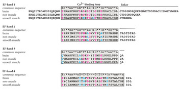 Calcium affinity of human α-actinin 1 [PeerJ]