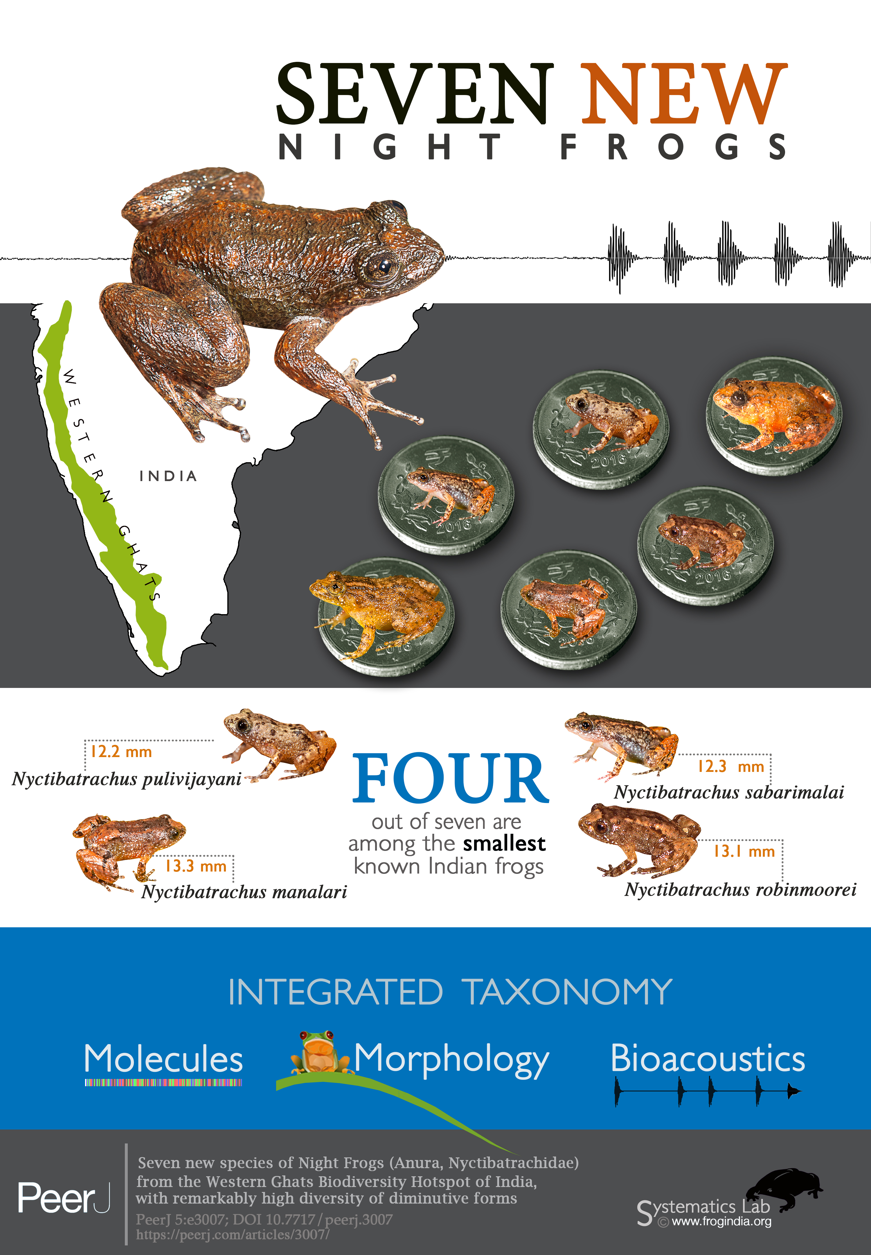 Seven new species of Night Frogs (Anura, Nyctibatrachidae) from the ...