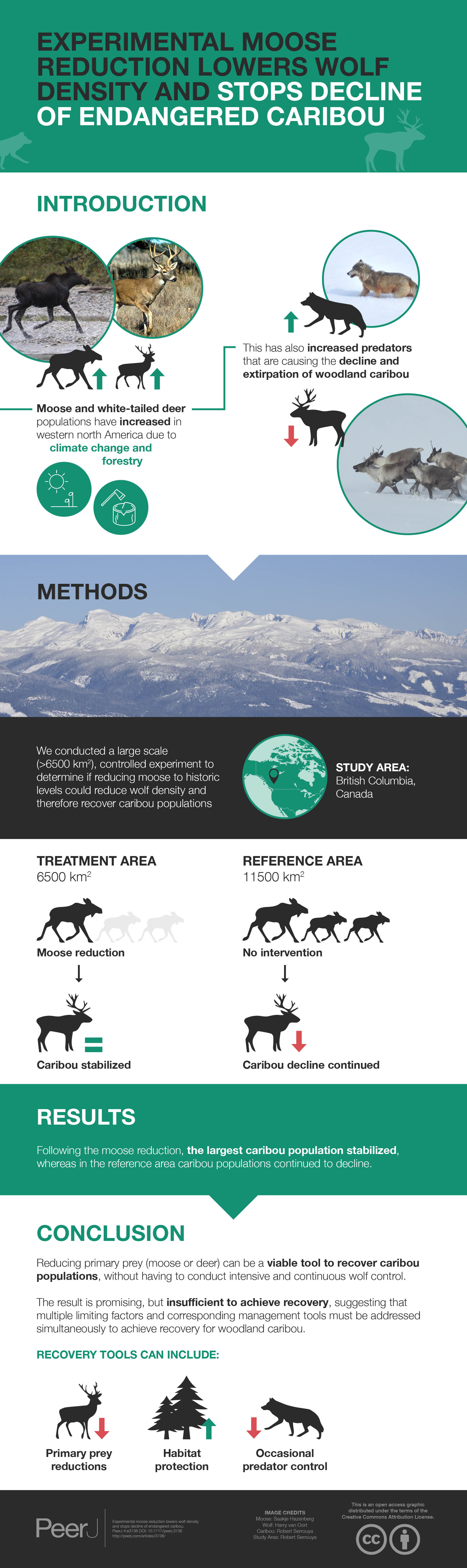 Experimental moose reduction lowers wolf density and stops decline of ...
