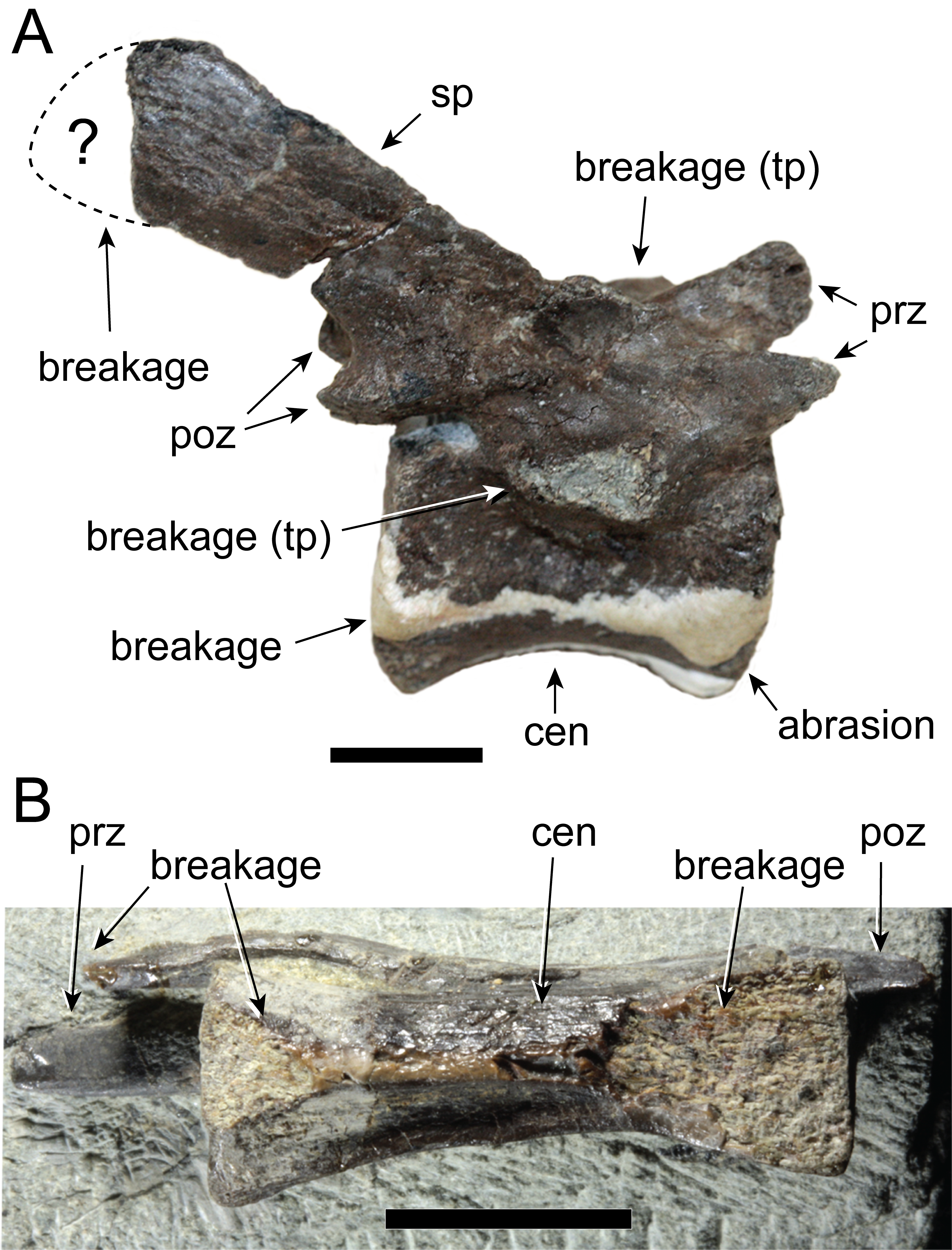 A new small-bodied ornithopod (Dinosauria, Ornithischia) from a deep ...