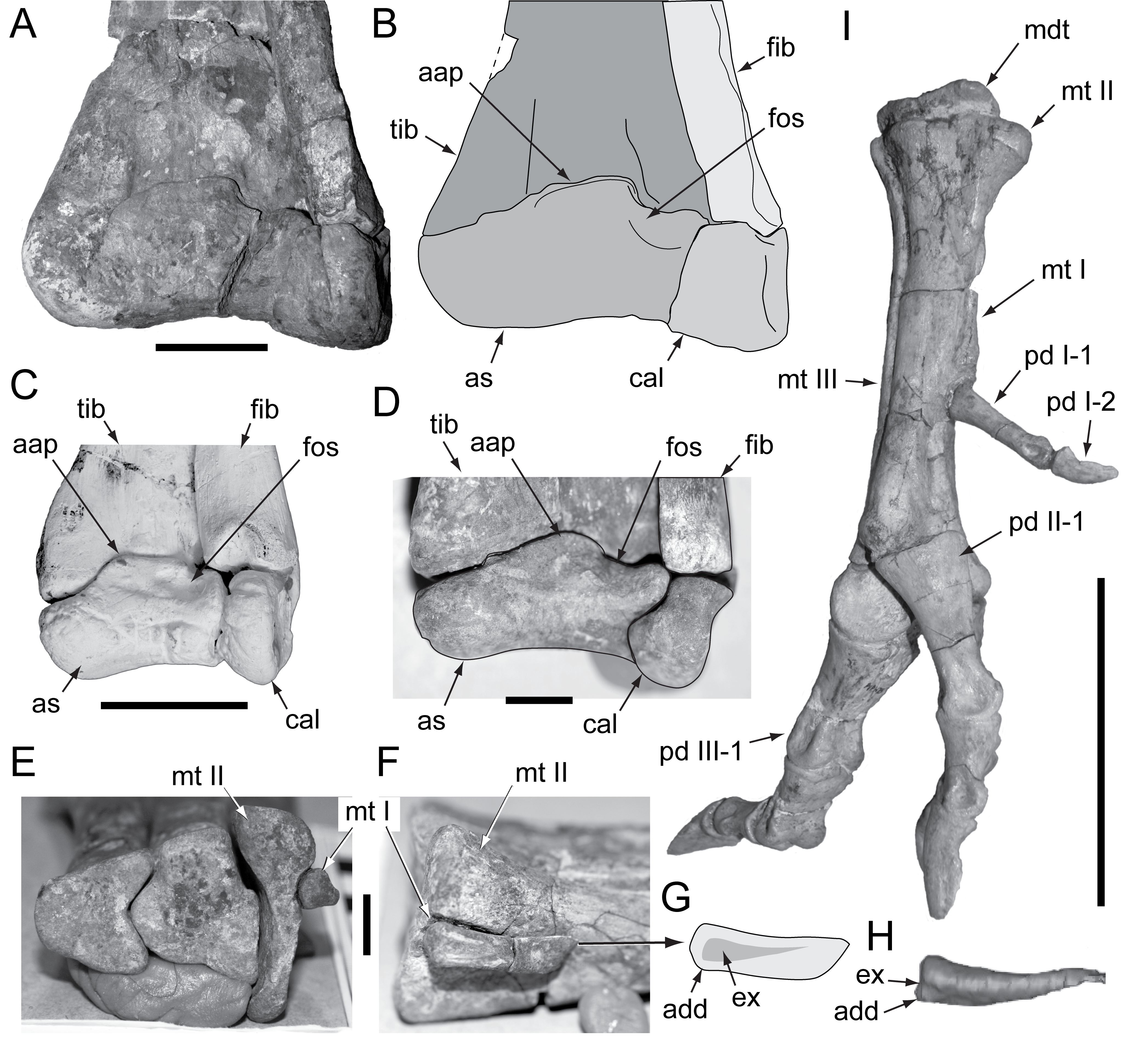 A new small-bodied ornithopod (Dinosauria, Ornithischia) from a deep ...