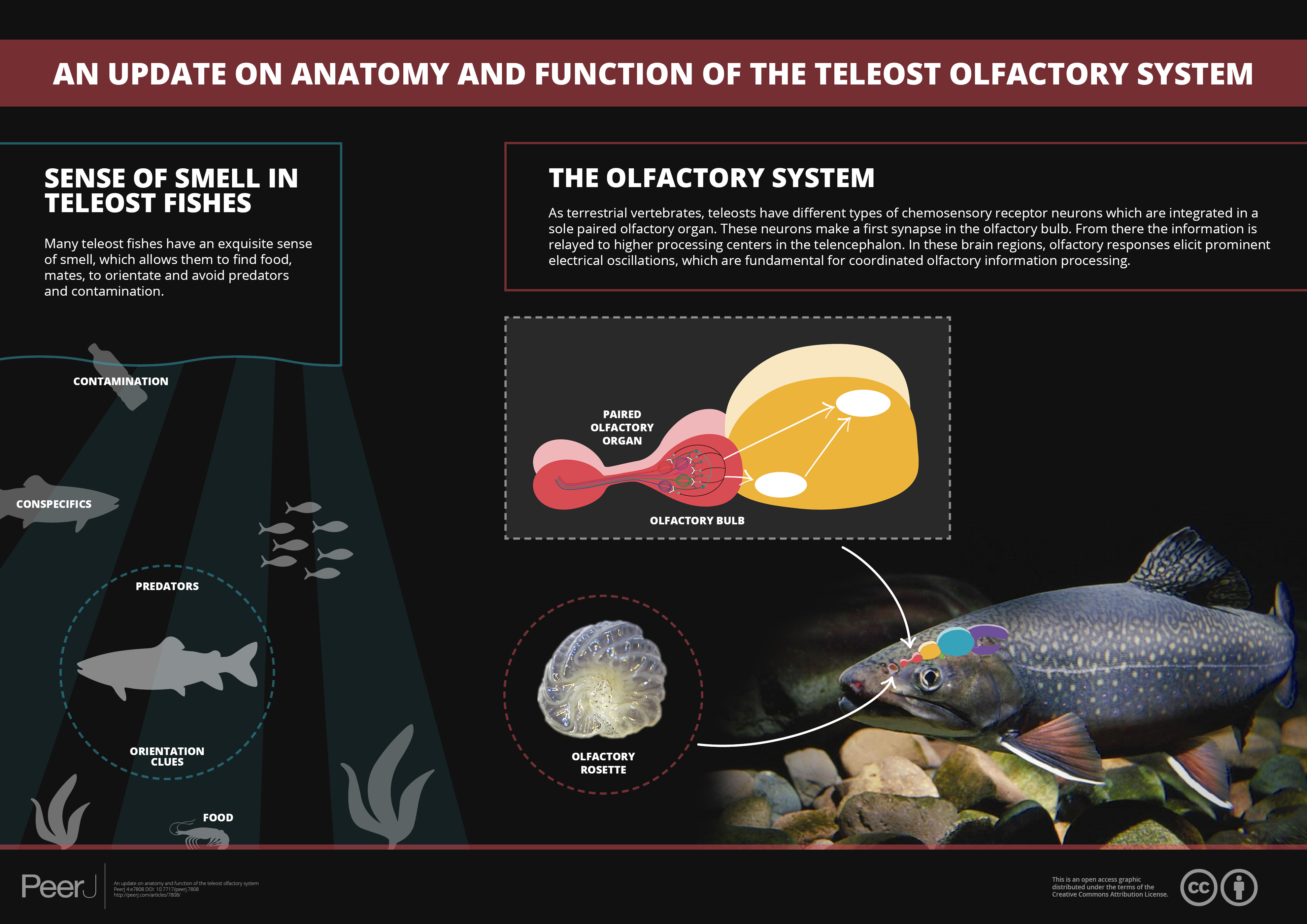 An update on anatomy and function of the teleost olfactory system [PeerJ]