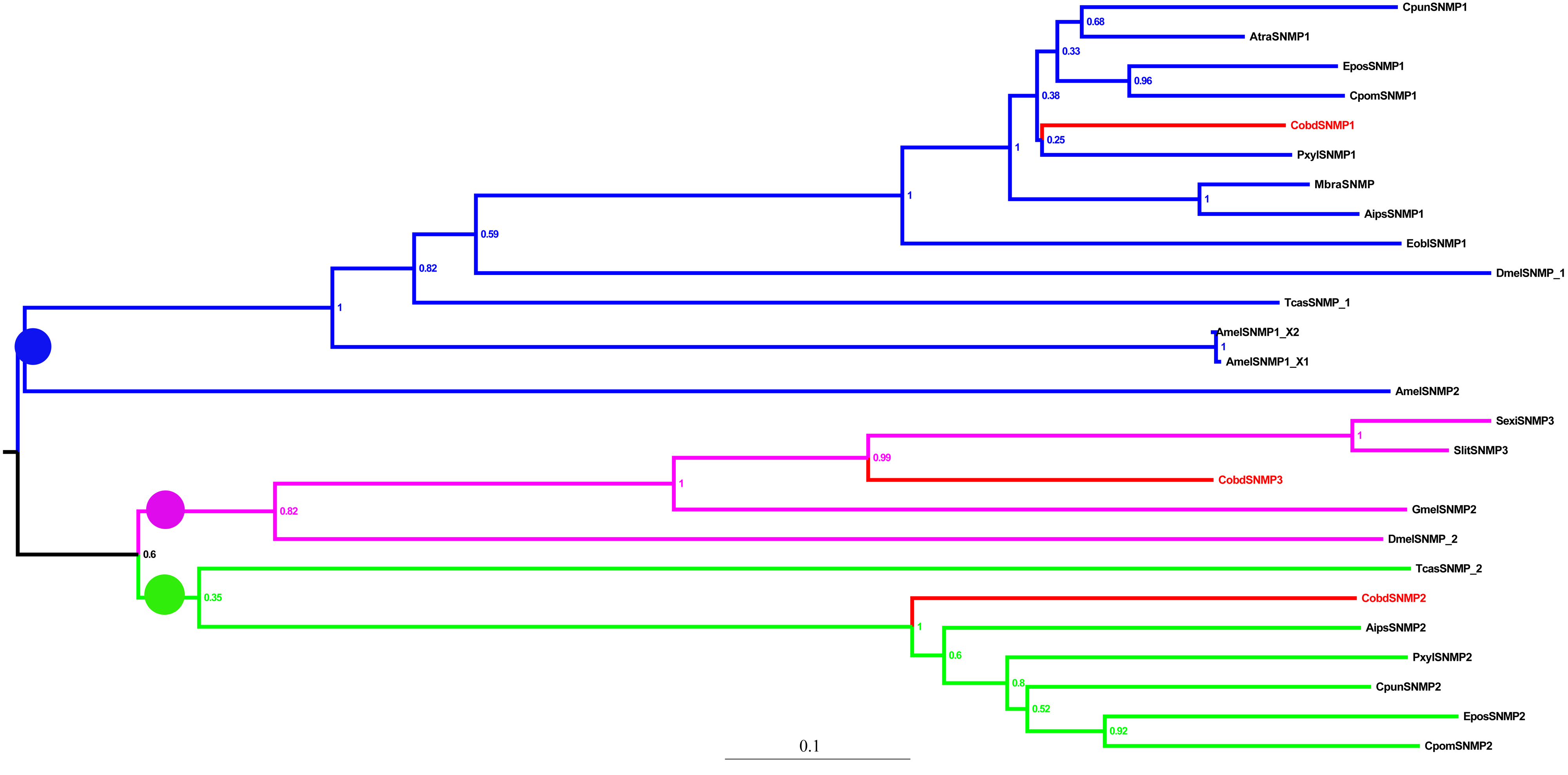 The whole body transcriptome of Coleophora obducta reveals important ...