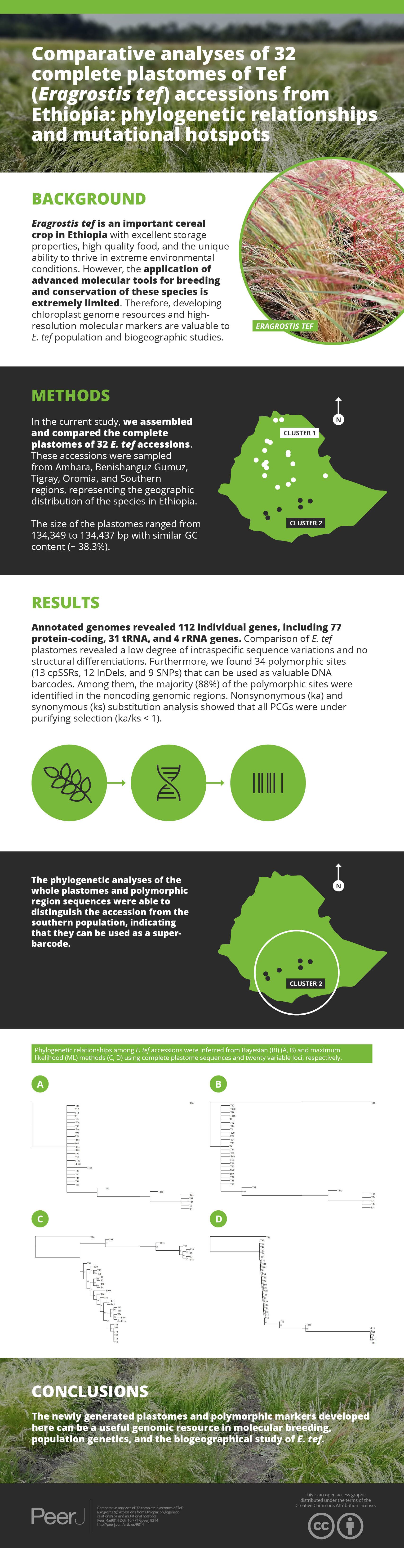 Comparative analyses of 32 complete plastomes of Tef (Eragrostis tef ...