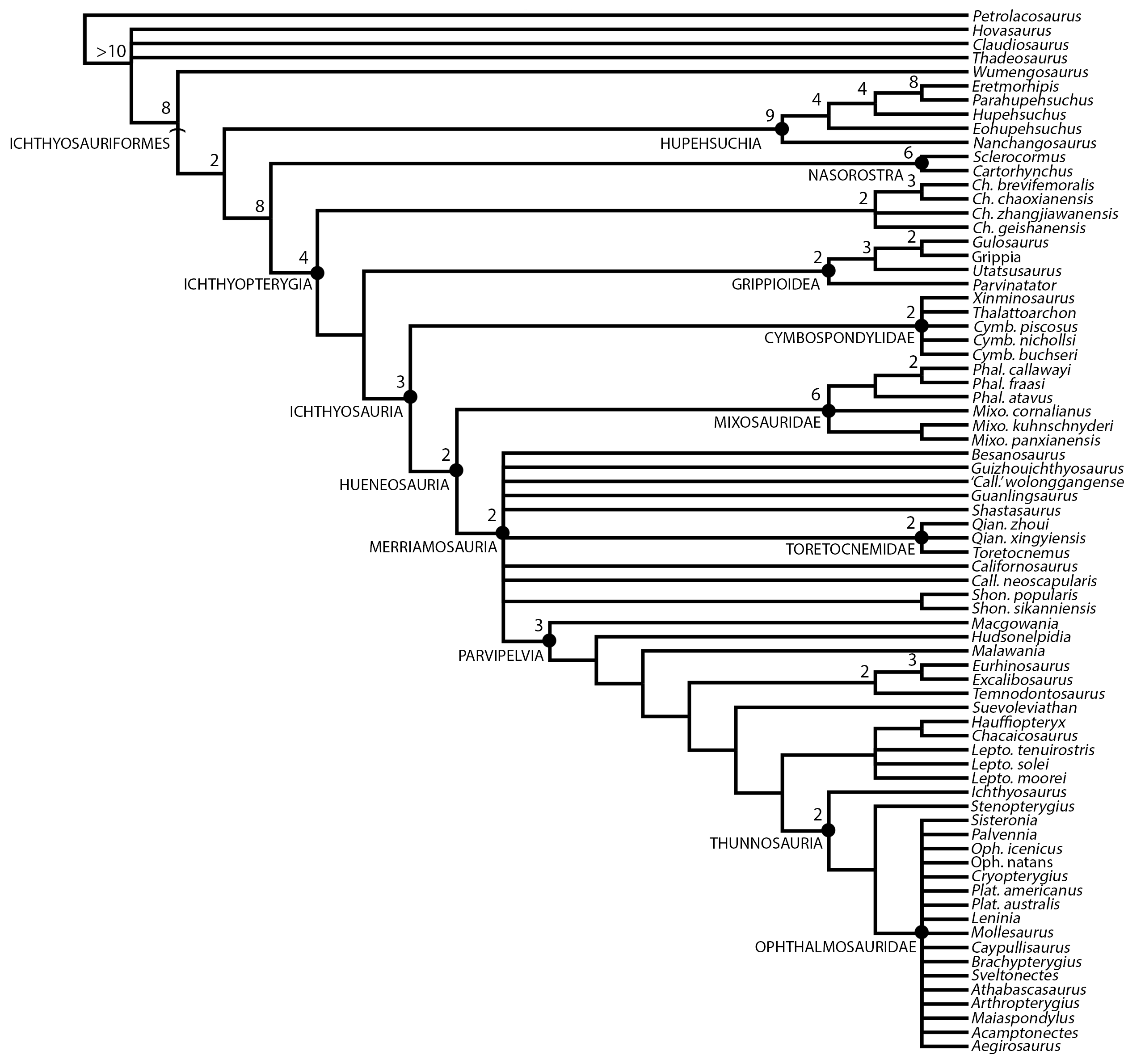 Cranial anatomy of Besanosaurus leptorhynchus Dal Sasso & Pinna, 1996 ...